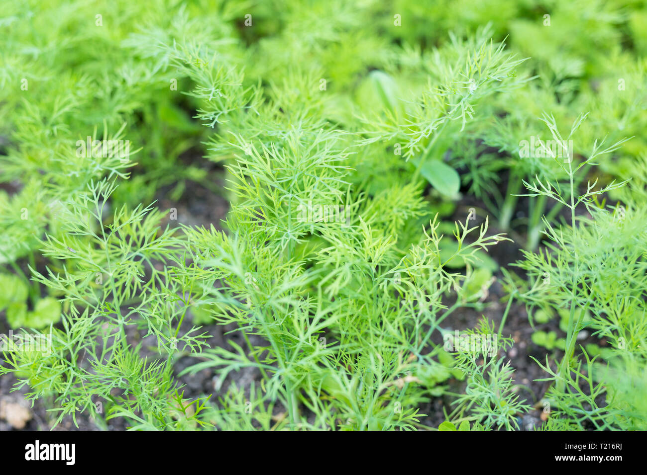 Young dill grows in the garden outdoors. Growing dill spice in open ...