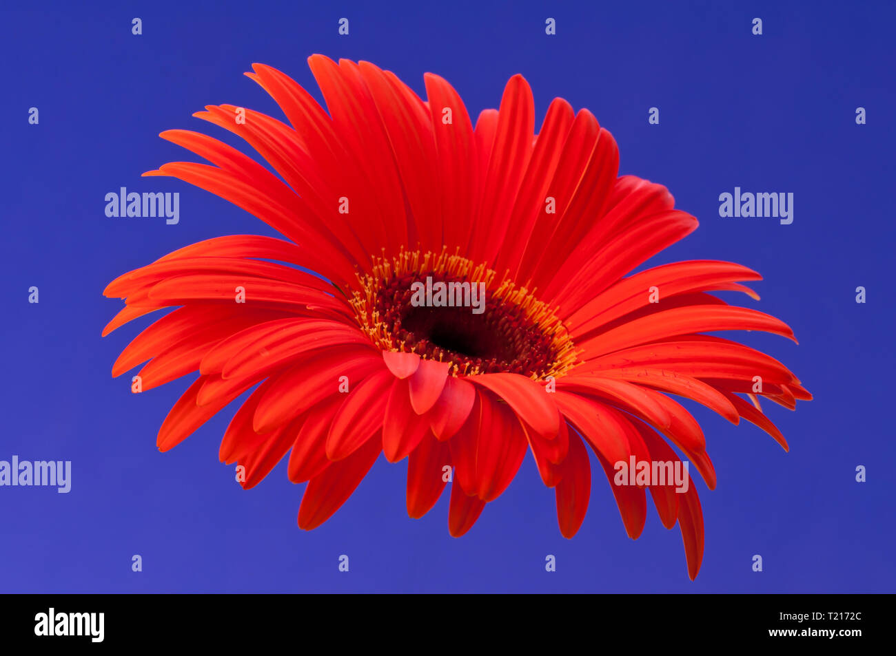 Gerbera is a genus of ornamental plants from the sunflower family ...