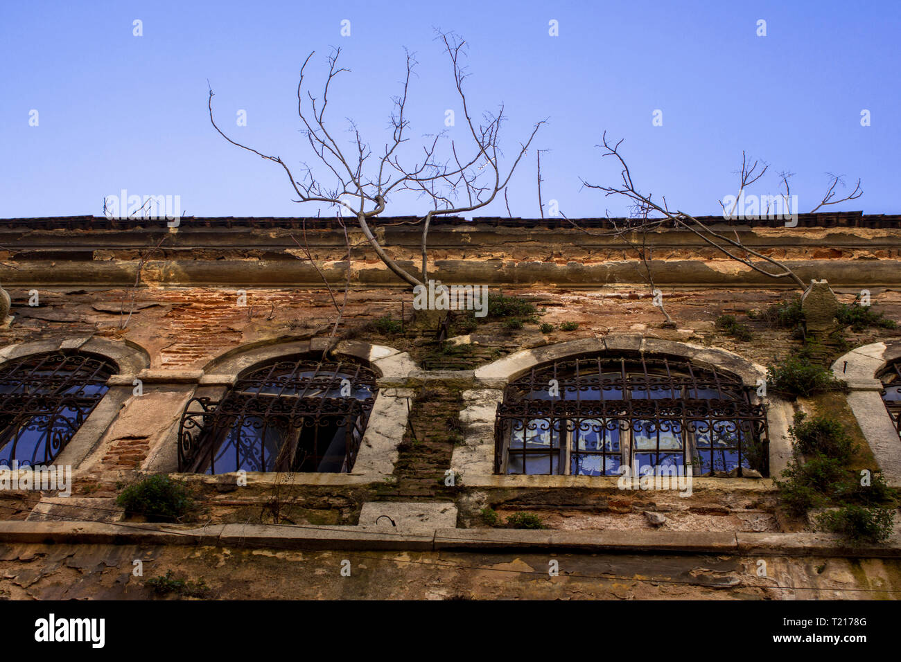A large old building from which trees grow. An ancient building with ...