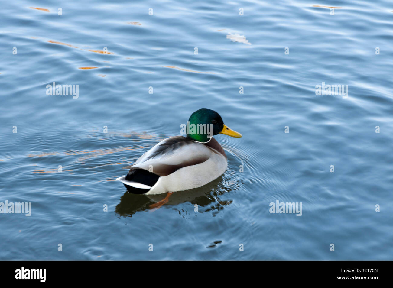 High resolution image of duck hi-res stock photography and images - Alamy