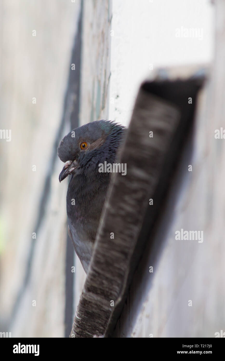 Dove basking in the sun. Dove in the spring. Birds on the street Stock ...