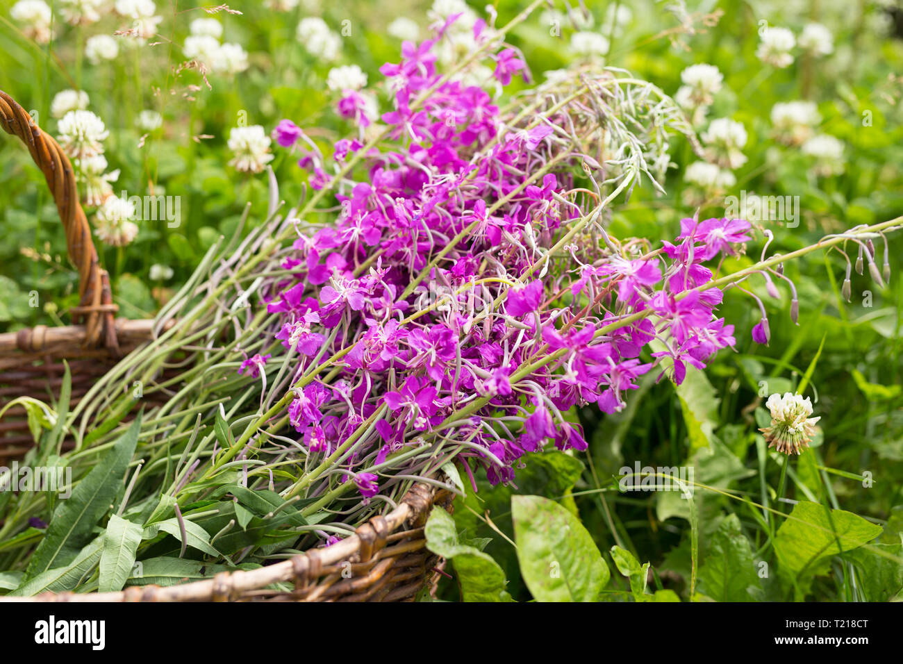 Flower Willowherb Sally bloom in wicker basket.Summer Stock Photo - Alamy
