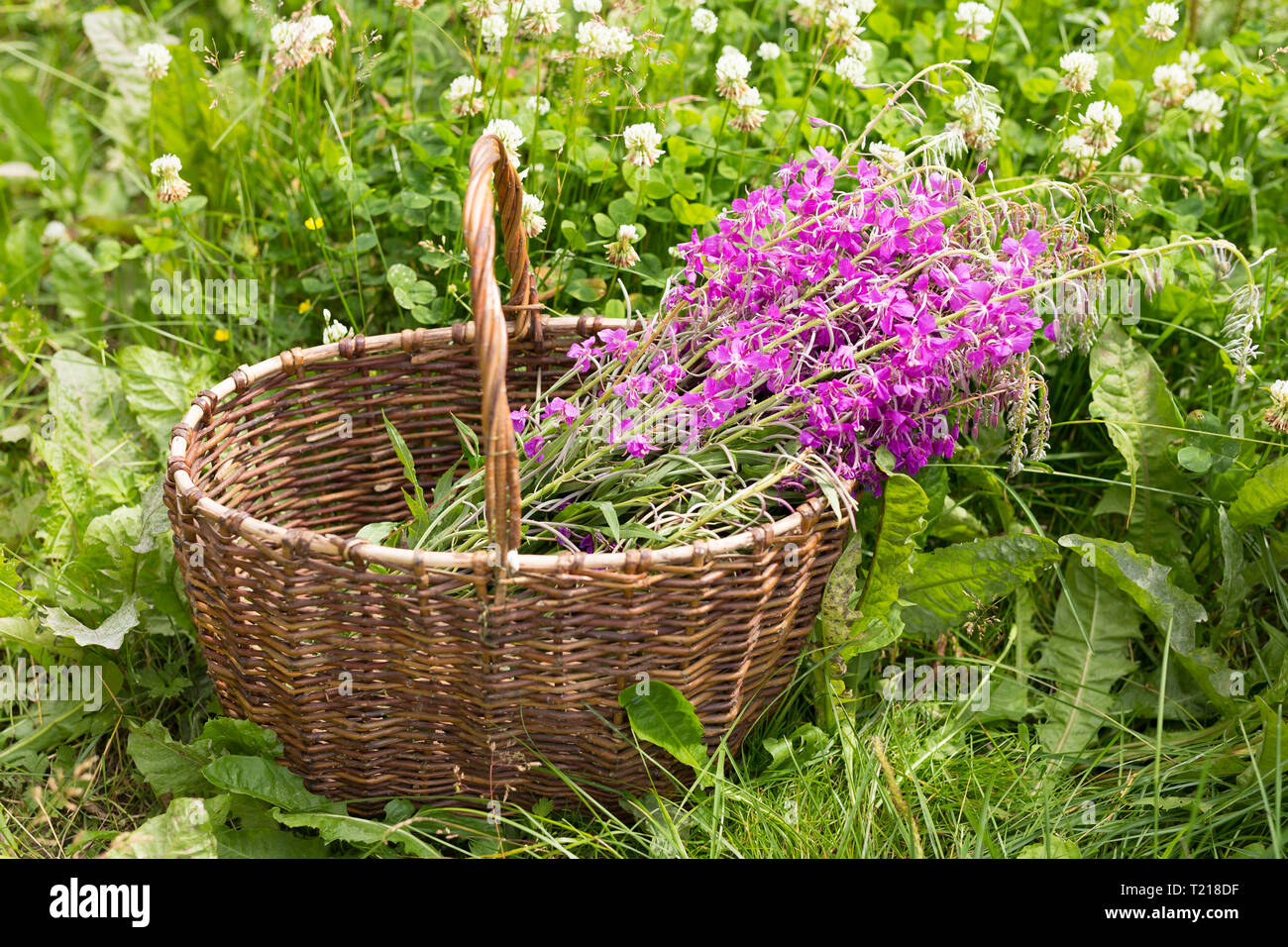 Flower Willowherb Sally bloom in wicker basket.Summer Stock Photo - Alamy