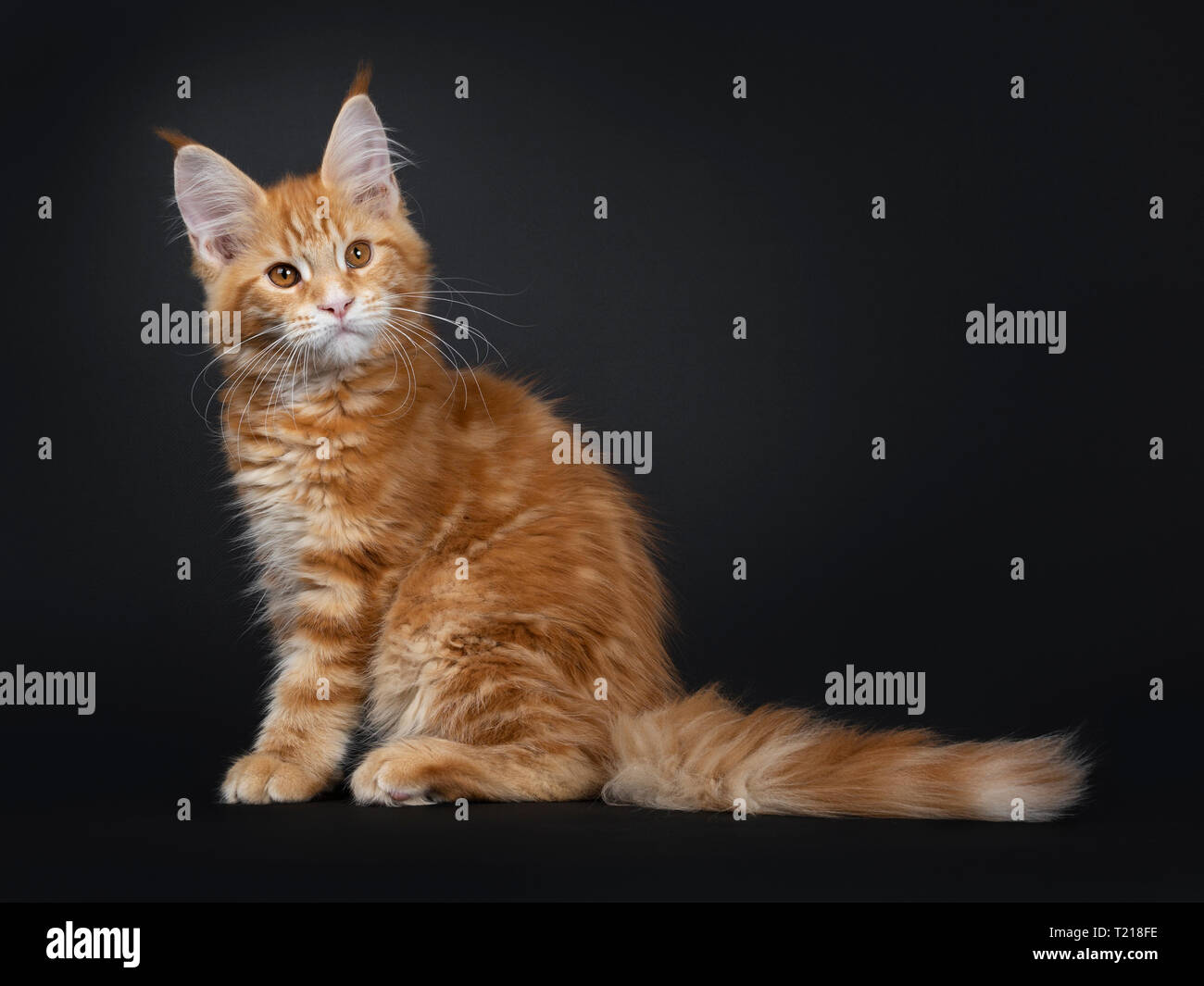 Cute fluffy red tabby Maine Coon cat kitten, sitting side ways. looking ...