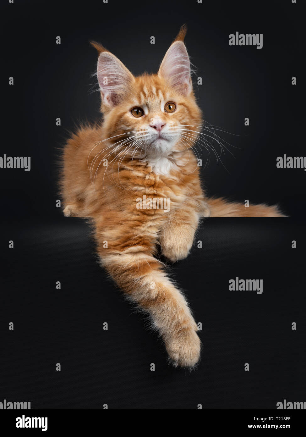 Cute fluffy red tabby Maine Coon cat kitten, laying down facing front ...