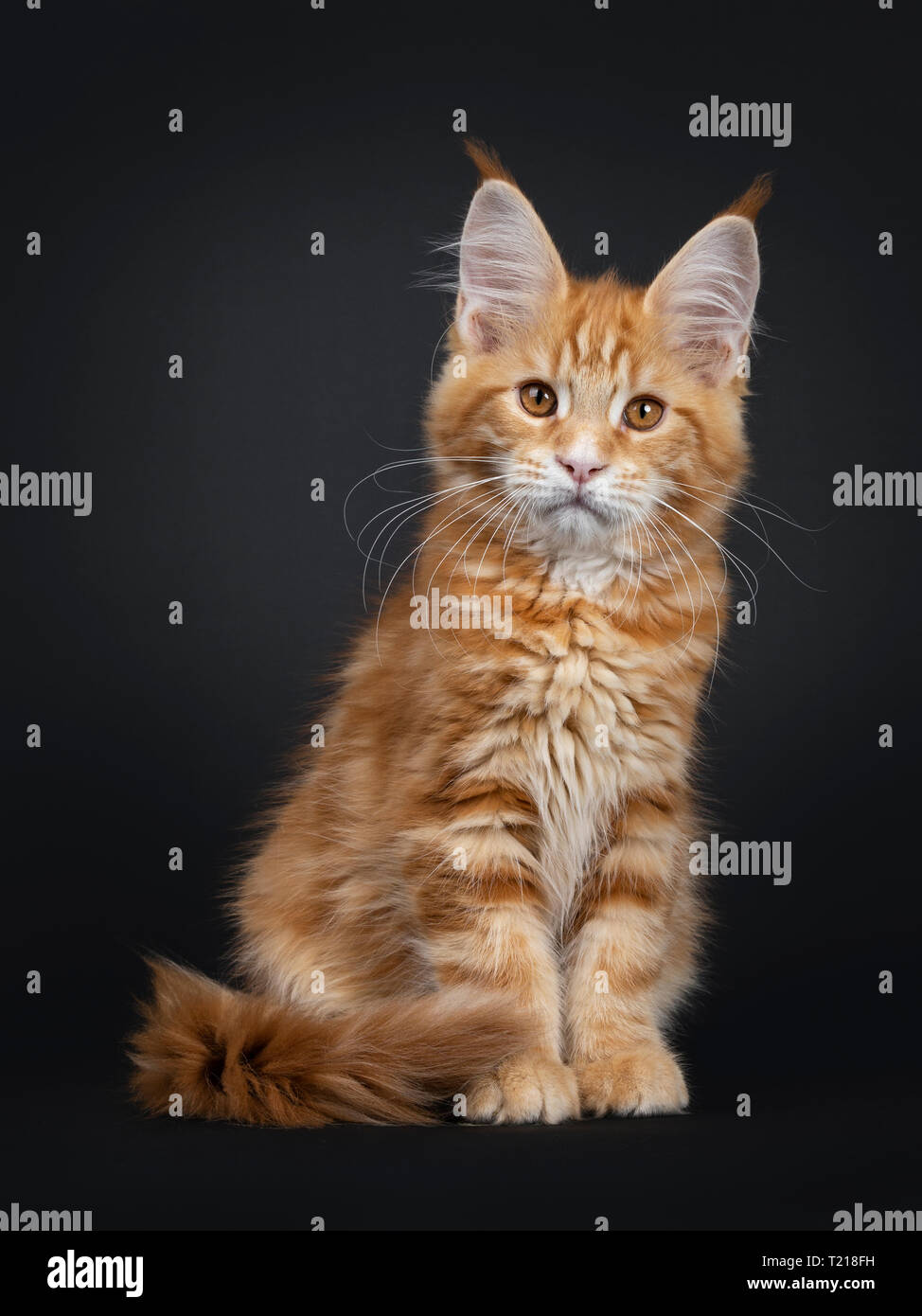 Cute fluffy red tabby Maine Coon cat kitten, sitting facing front ...