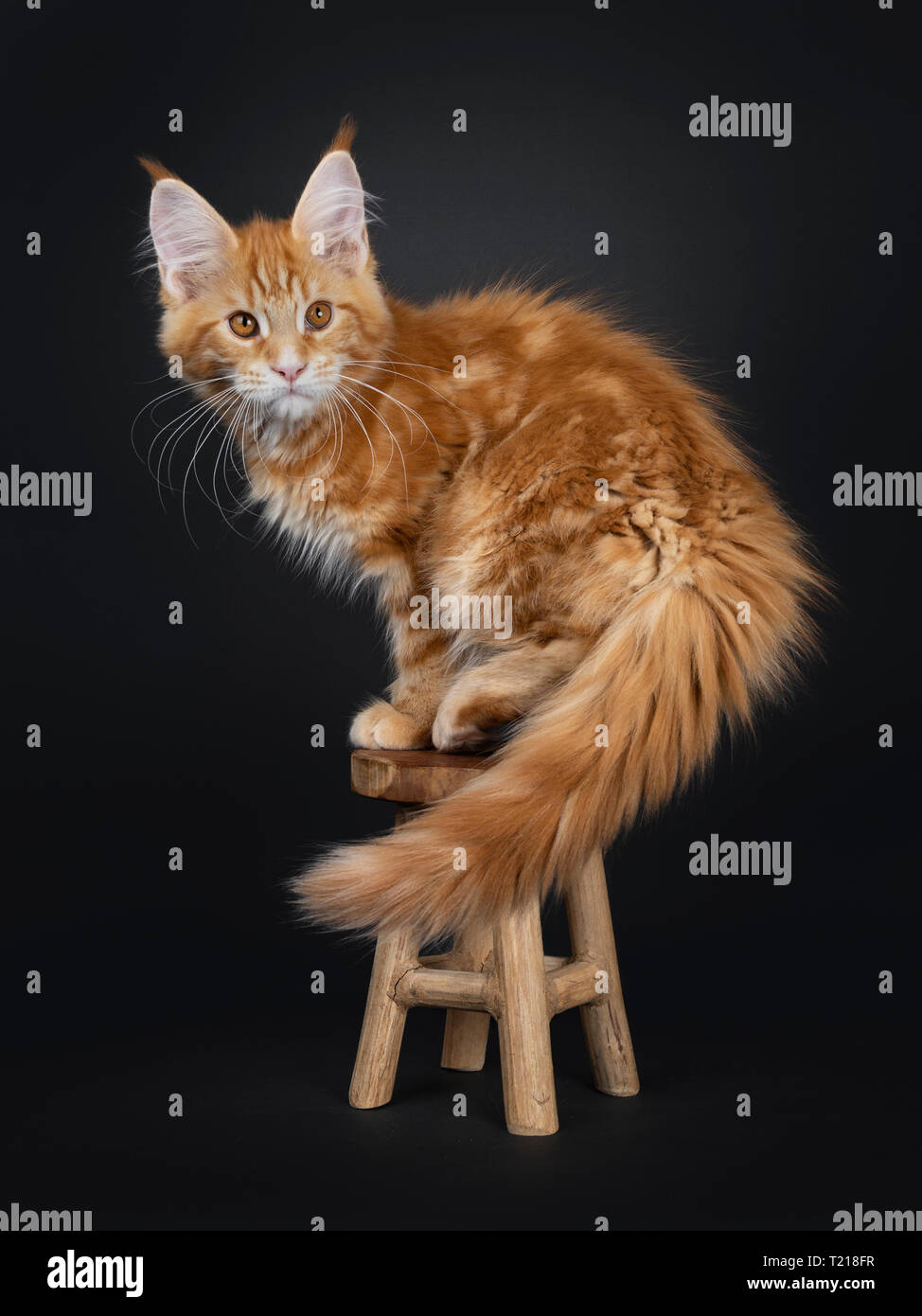 Cute fluffy red tabby Maine Coon cat kitten, standing side ways ...