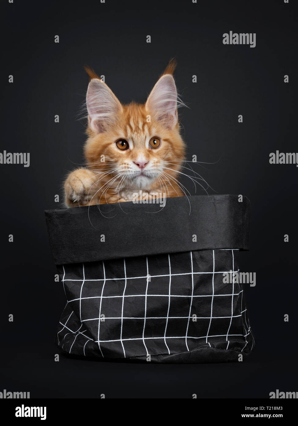 Cute fluffy red tabby Maine Coon cat kitten, sitting in black paper bag ...