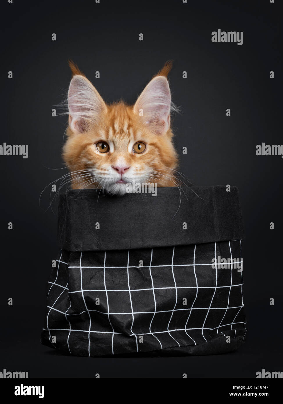 Cute fluffy red tabby Maine Coon cat kitten, sitting in black paper bag ...
