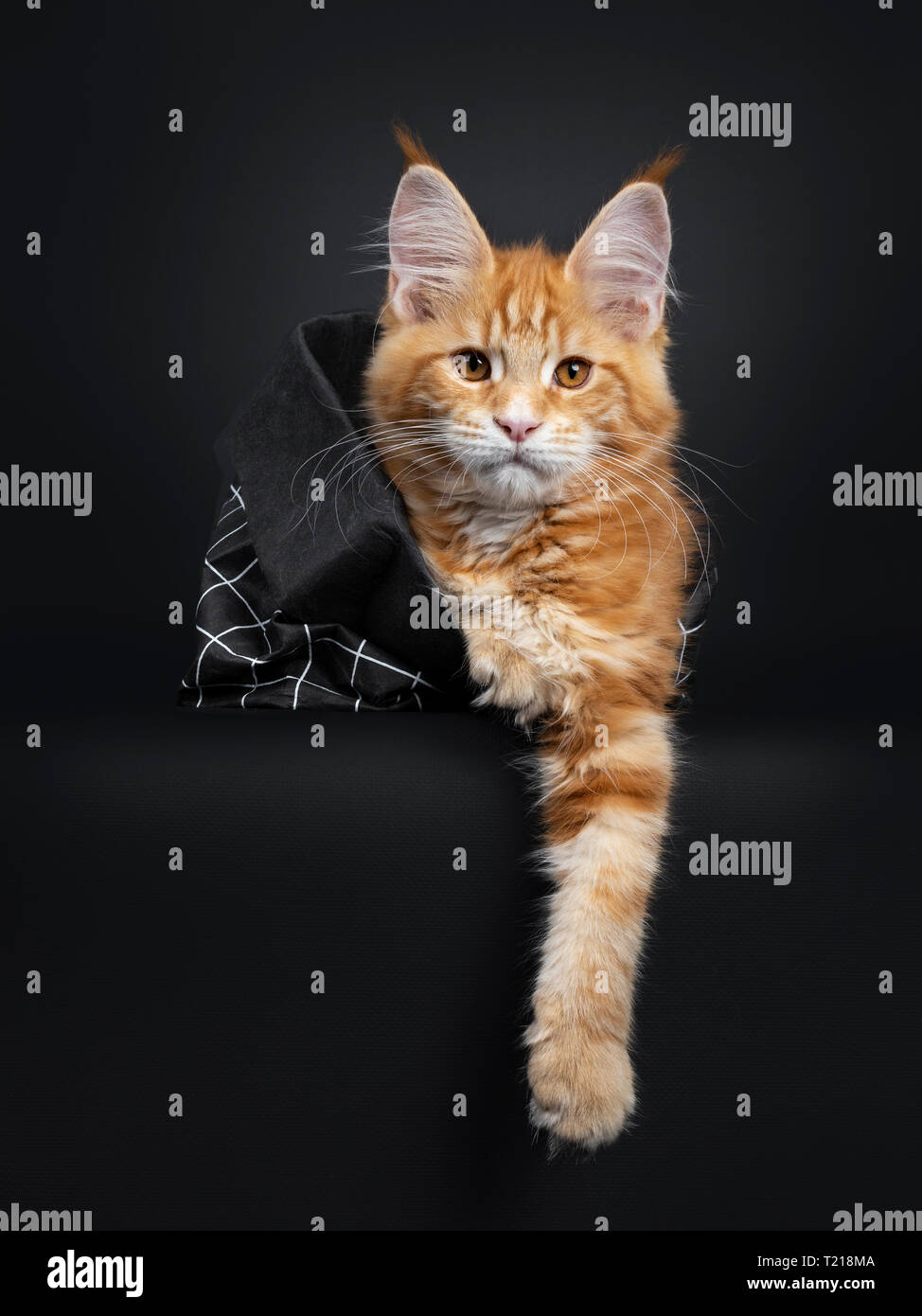 Cute fluffy red tabby Maine Coon cat kitten, laying in black paper bag ...