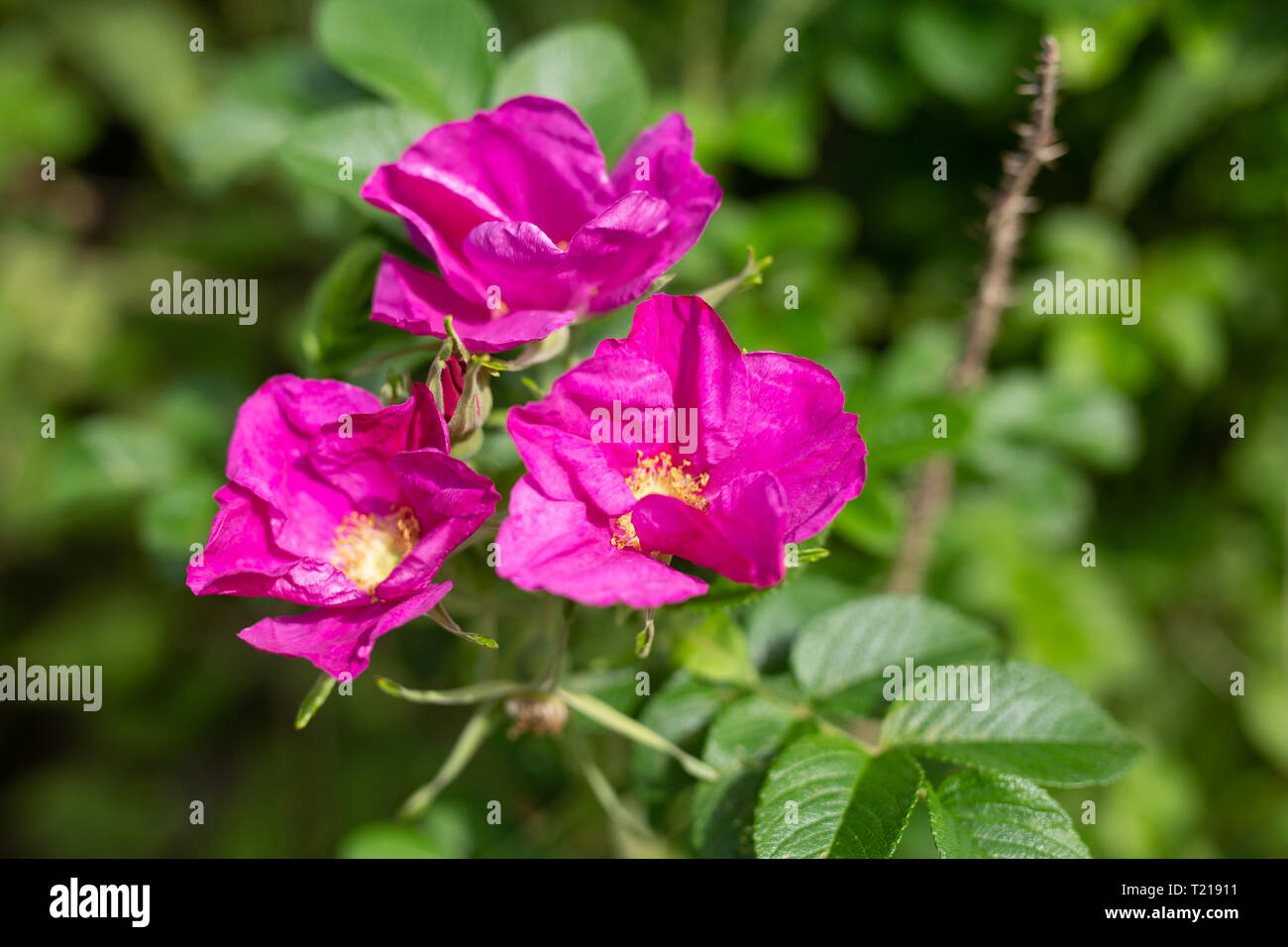 Bramble bushes flower hi-res stock photography and images - Alamy