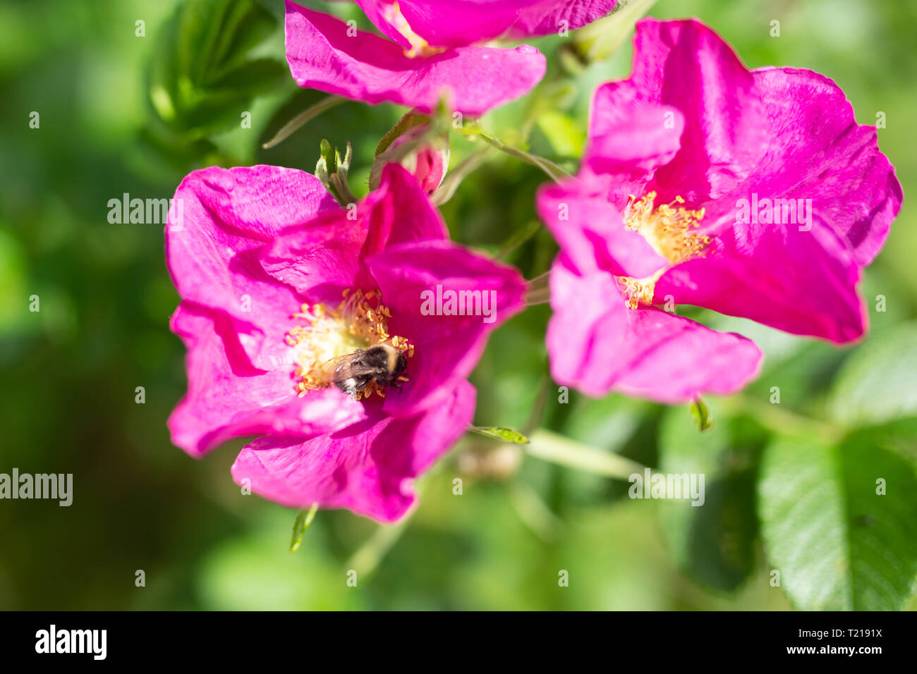 Bramble bushes flower hi-res stock photography and images - Alamy