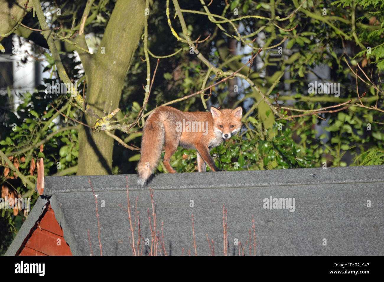 Urban fox on a shed roof in Buckinghamshire Stock Photo - Alamy