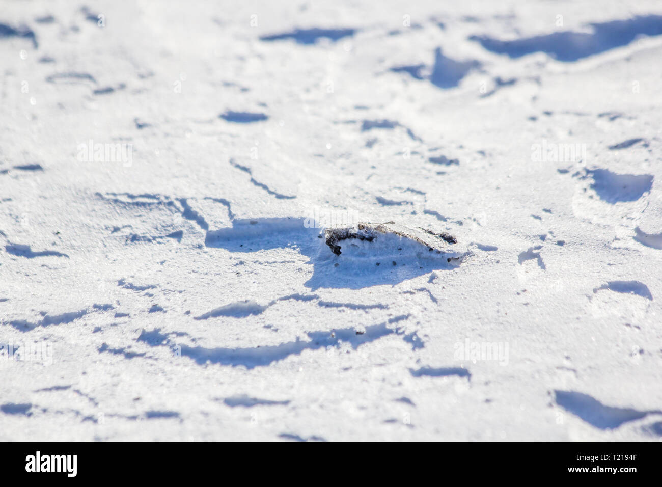 Texture of snow compressed by the wind. Snow texture Snow weathered ...