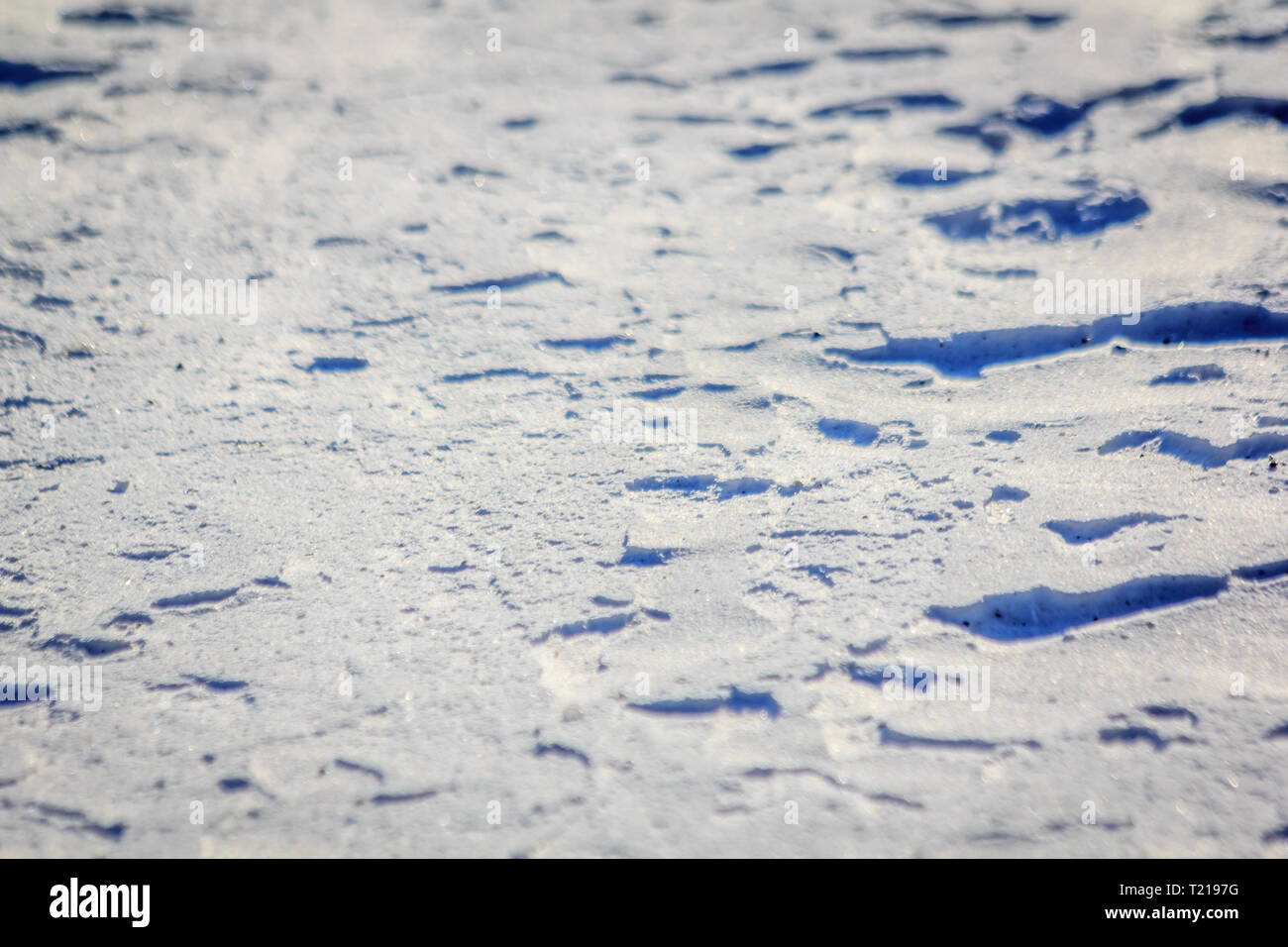 Texture of snow compressed by the wind. Snow texture Snow weathered ...