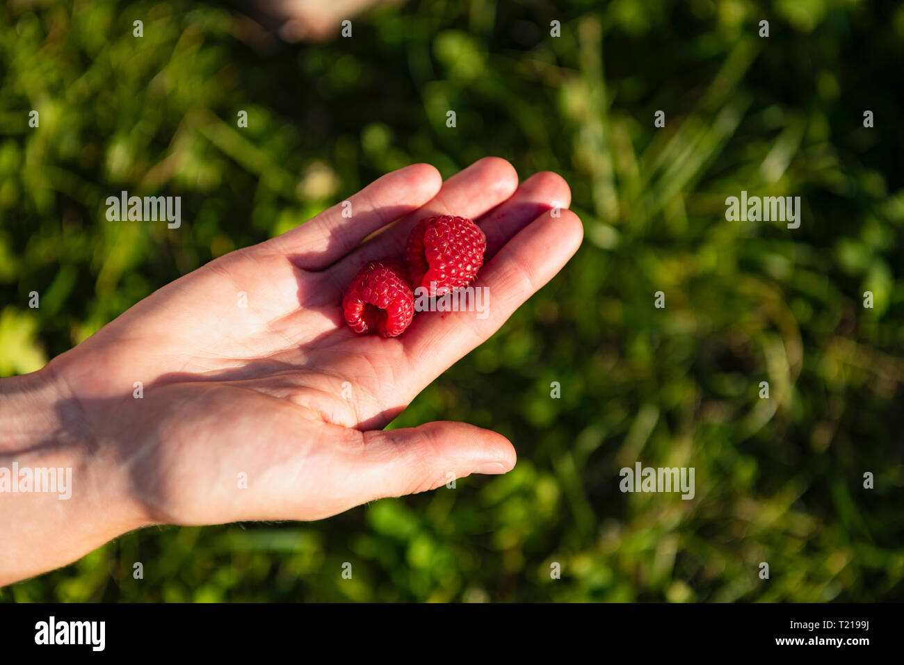 Two raspberries on woman's hand Stock Photo - Alamy
