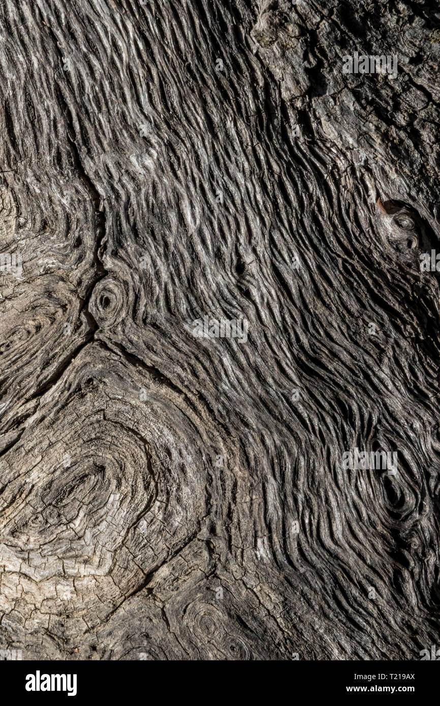 gray twisted dry wood texture Stock Photo - Alamy