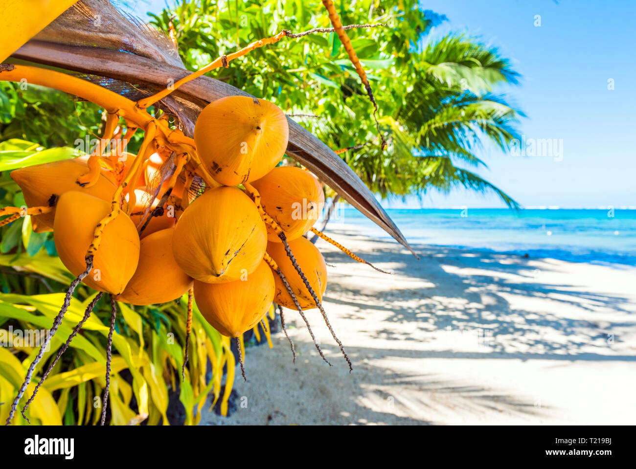 Coconuts on a palm tree in the lagoon Huahine, French Polynesia. Close ...