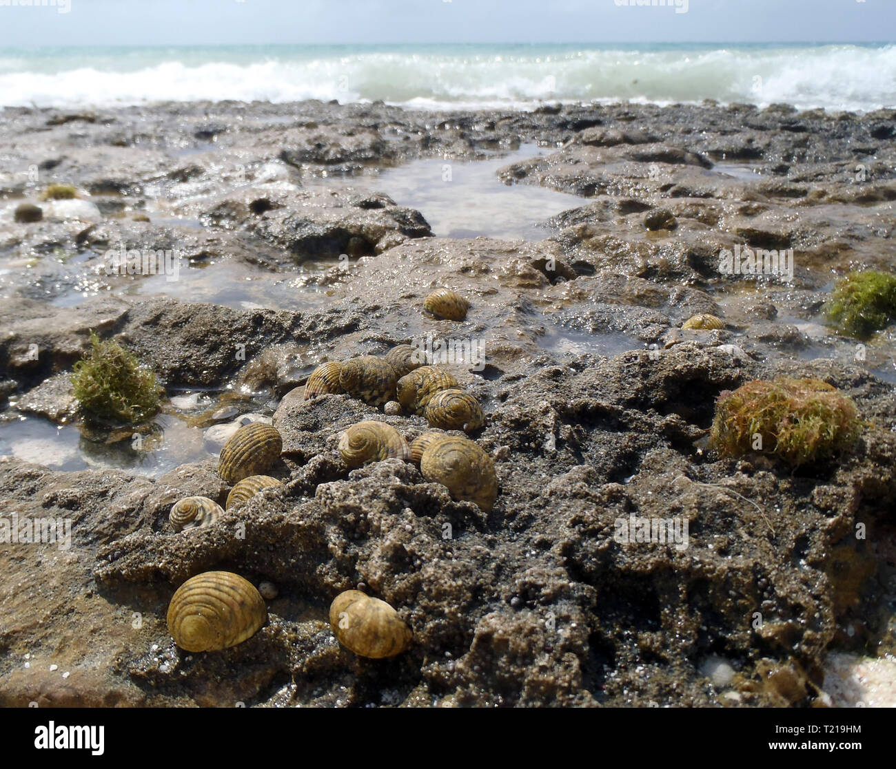 Group of sea snails in front of the sea in Maria la Gorda Cuba Stock ...