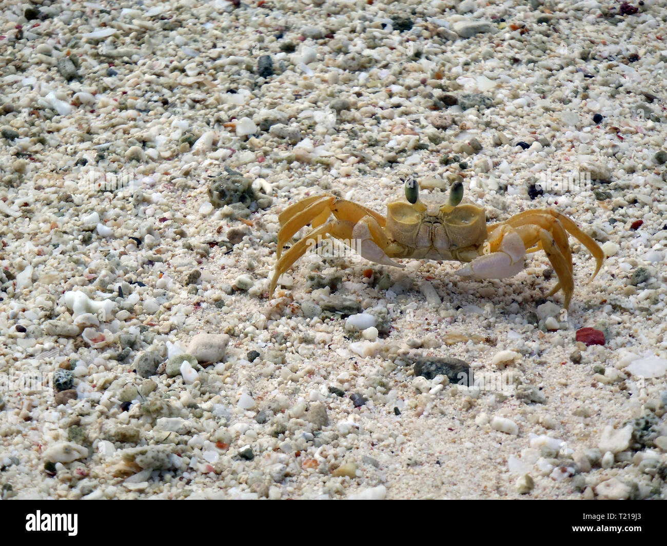 crab at a beach Stock Photo - Alamy