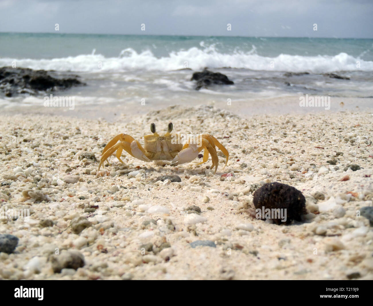 crab at a beach Stock Photo - Alamy