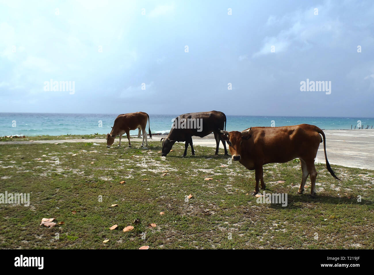 cows in front of the sea Stock Photo - Alamy