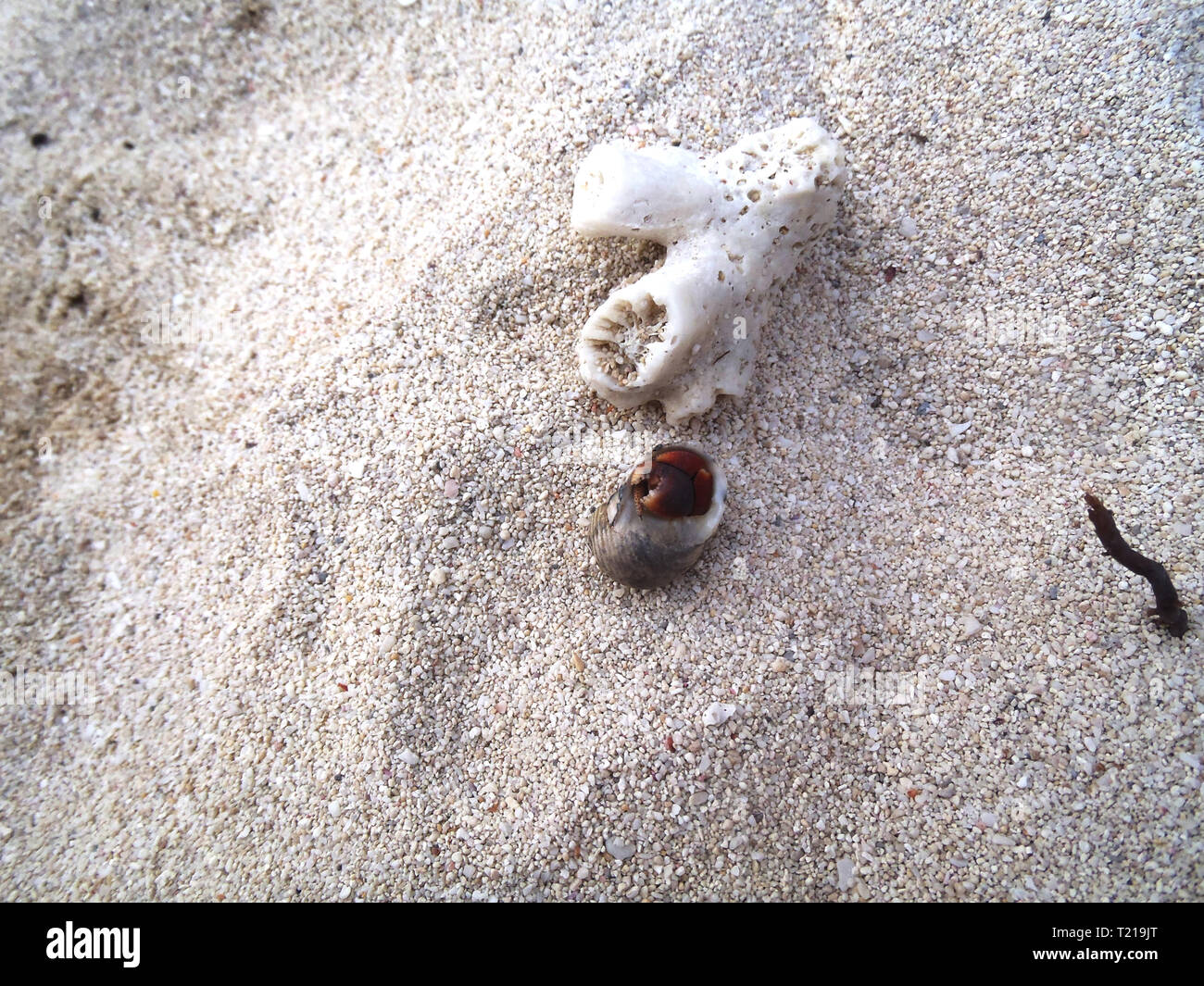 Hermit crab in shell Stock Photo - Alamy