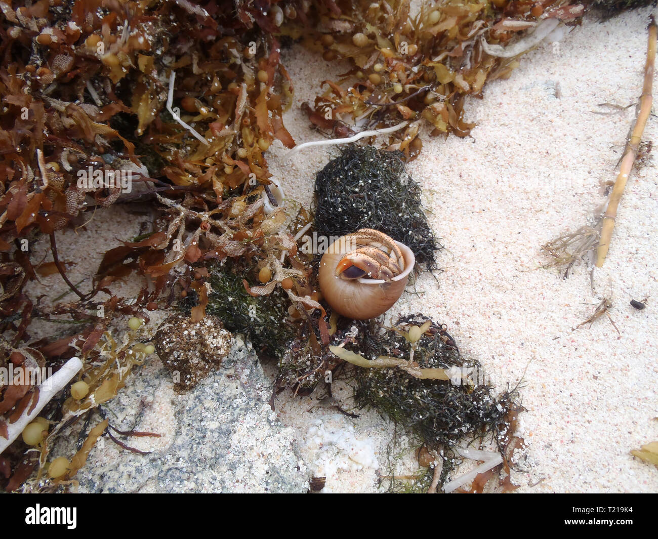 Hermit crab in shell Stock Photo - Alamy