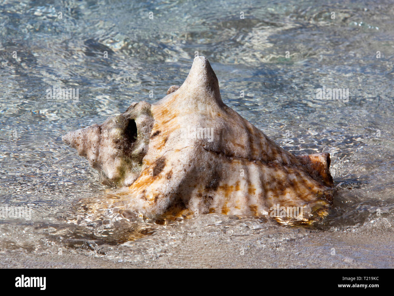 Laying on a caribbean beach hi-res stock photography and images - Alamy