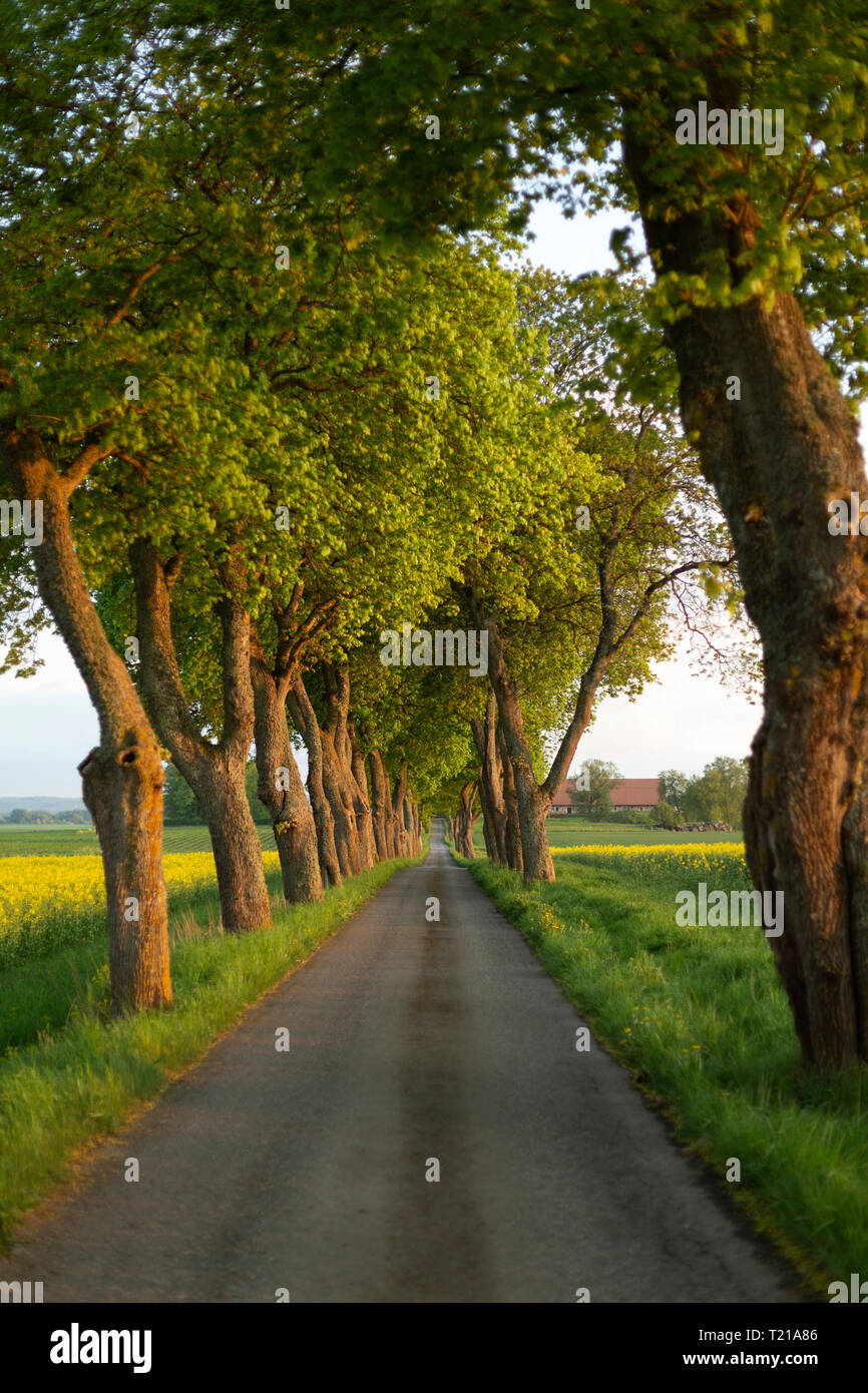 Tree lined lane in the country Stock Photo - Alamy