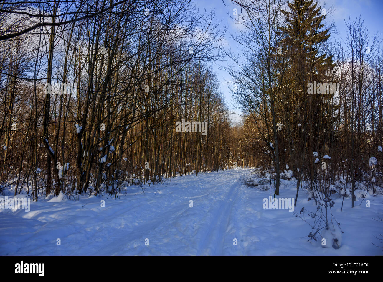 Winter forest road outside the city. Bushes in the snow Stock Photo - Alamy