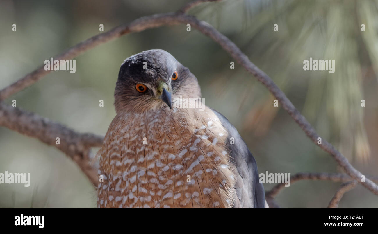 Female sharp shinned hawk hi-res stock photography and images - Alamy