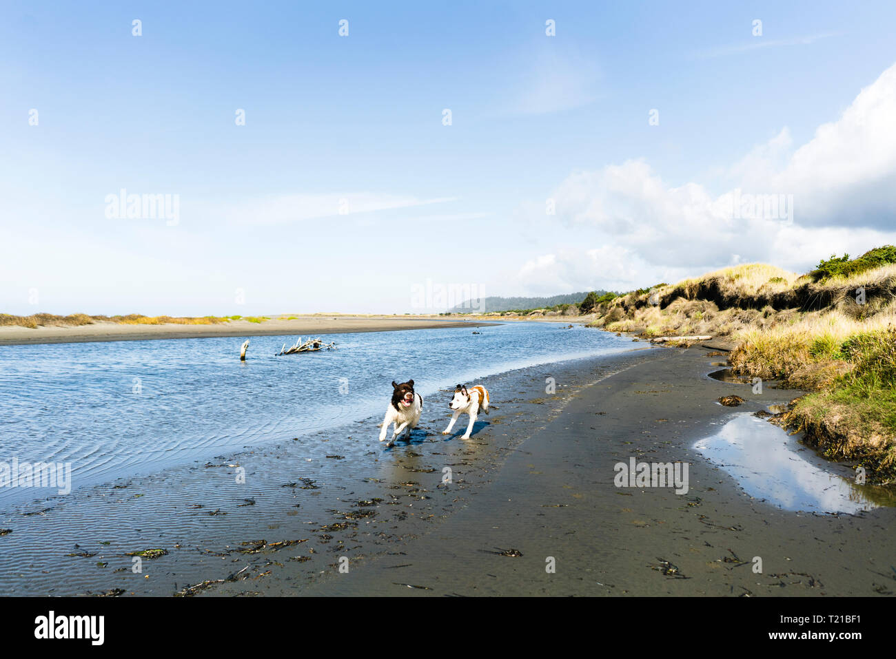 Two dogs run along a river Stock Photo - Alamy