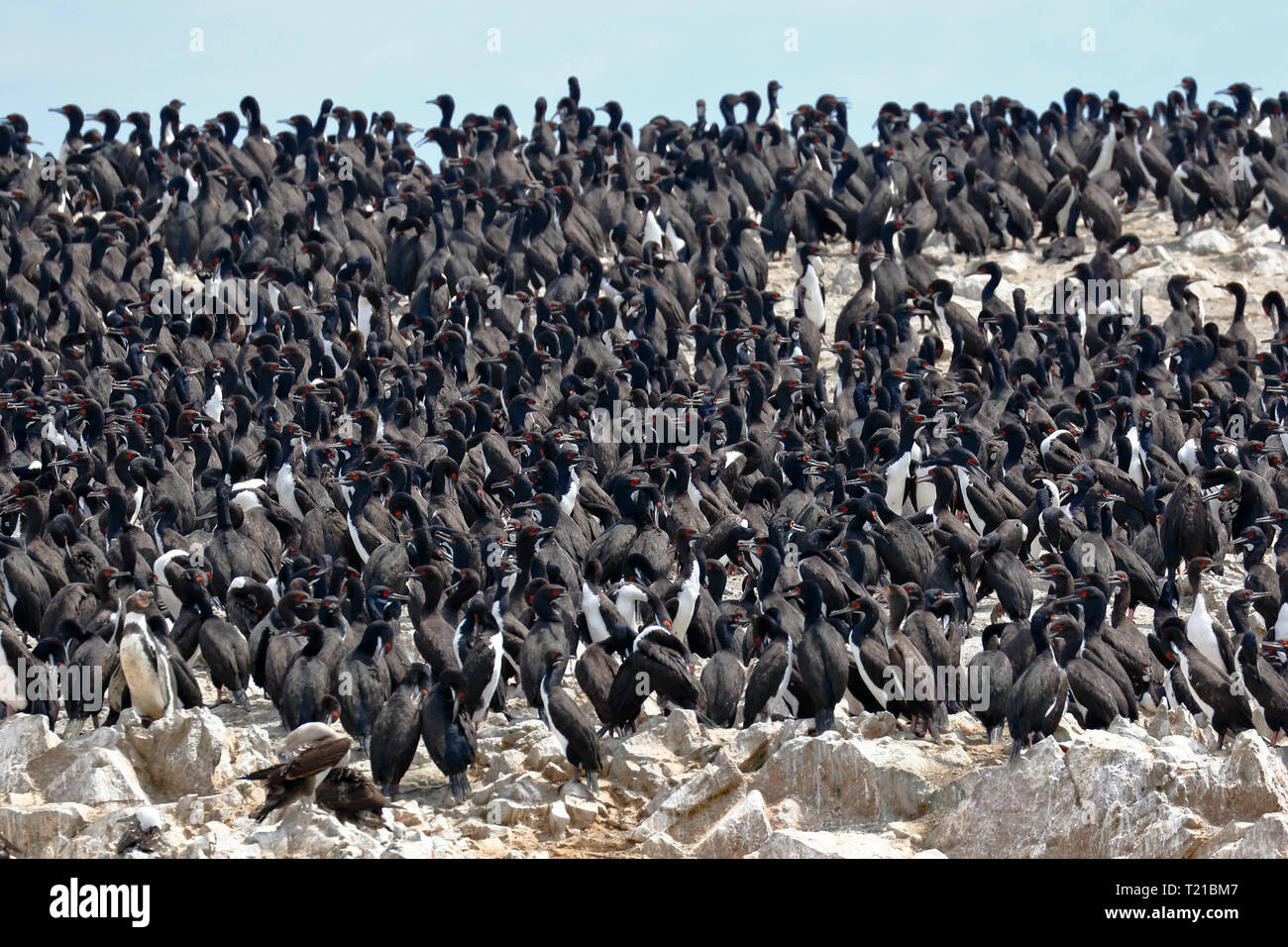 The guanay cormorant hi-res stock photography and images - Alamy