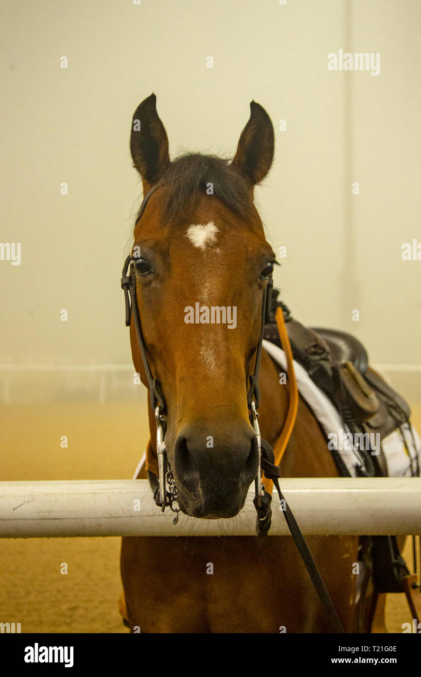 Meydan, Dubai, USA. 29th Mar, 2019. DUBAI, UNITED ARAB EMIRATES-MARCH ...