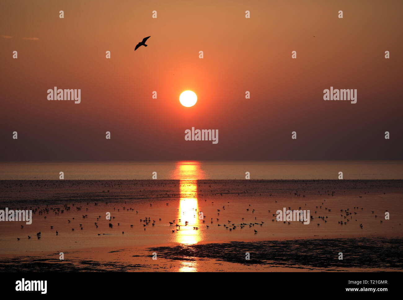 Heacham, UK. 29th Mar, 2019. Birds are silhouetted against a beautiful ...