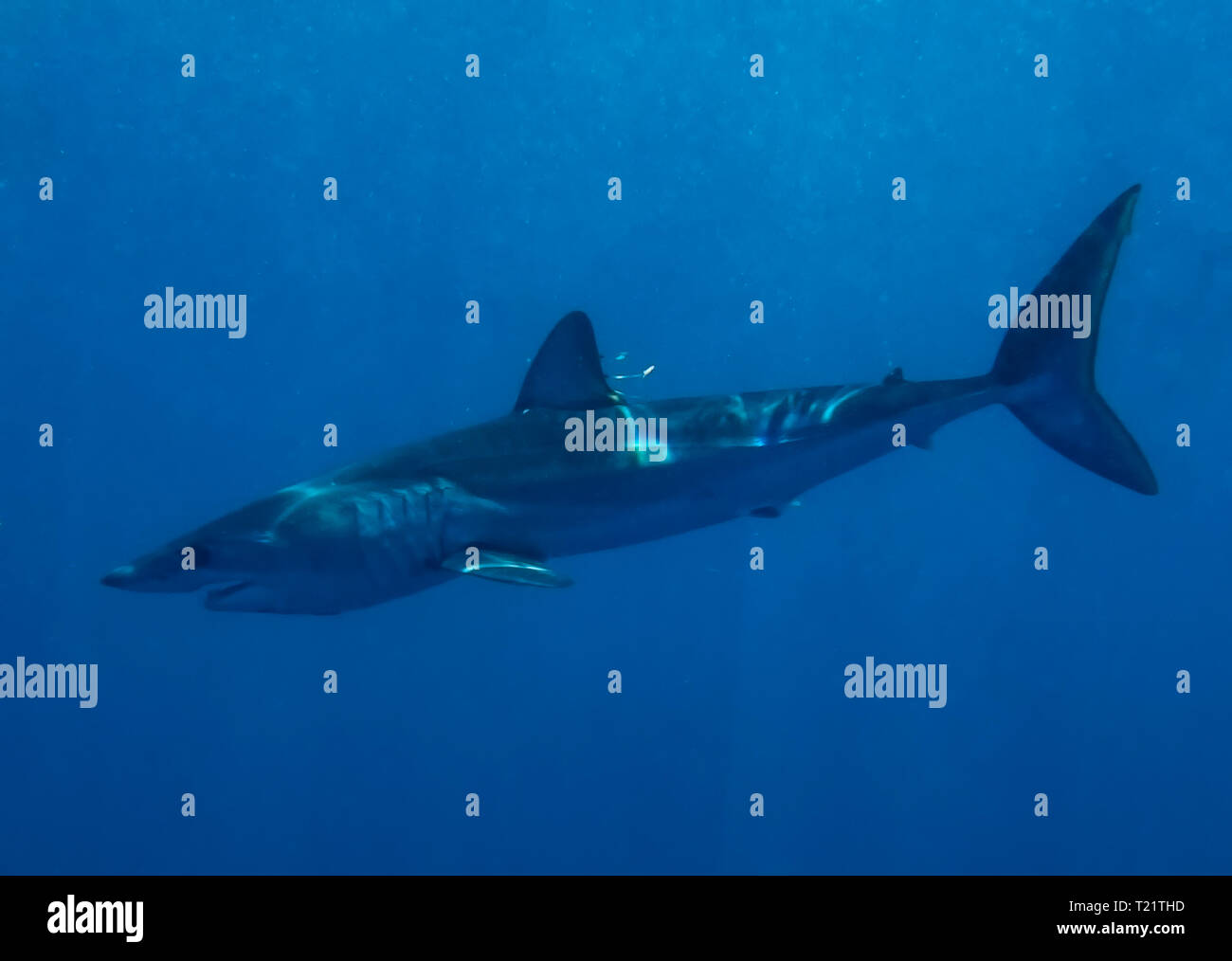Mako Shark (Isurus oxyrinchus Stock Photo - Alamy