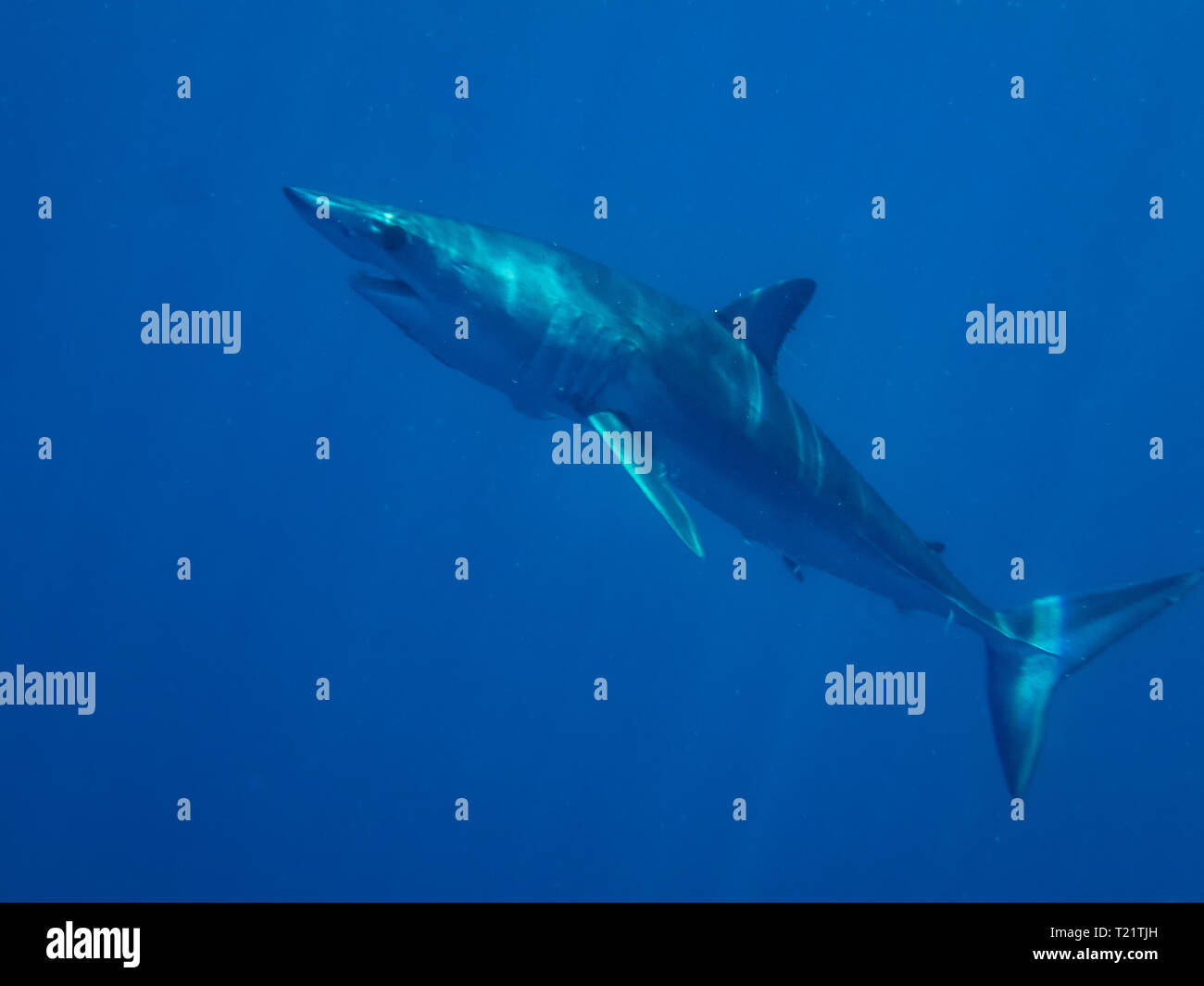 Short fin mako shark hi-res stock photography and images - Alamy