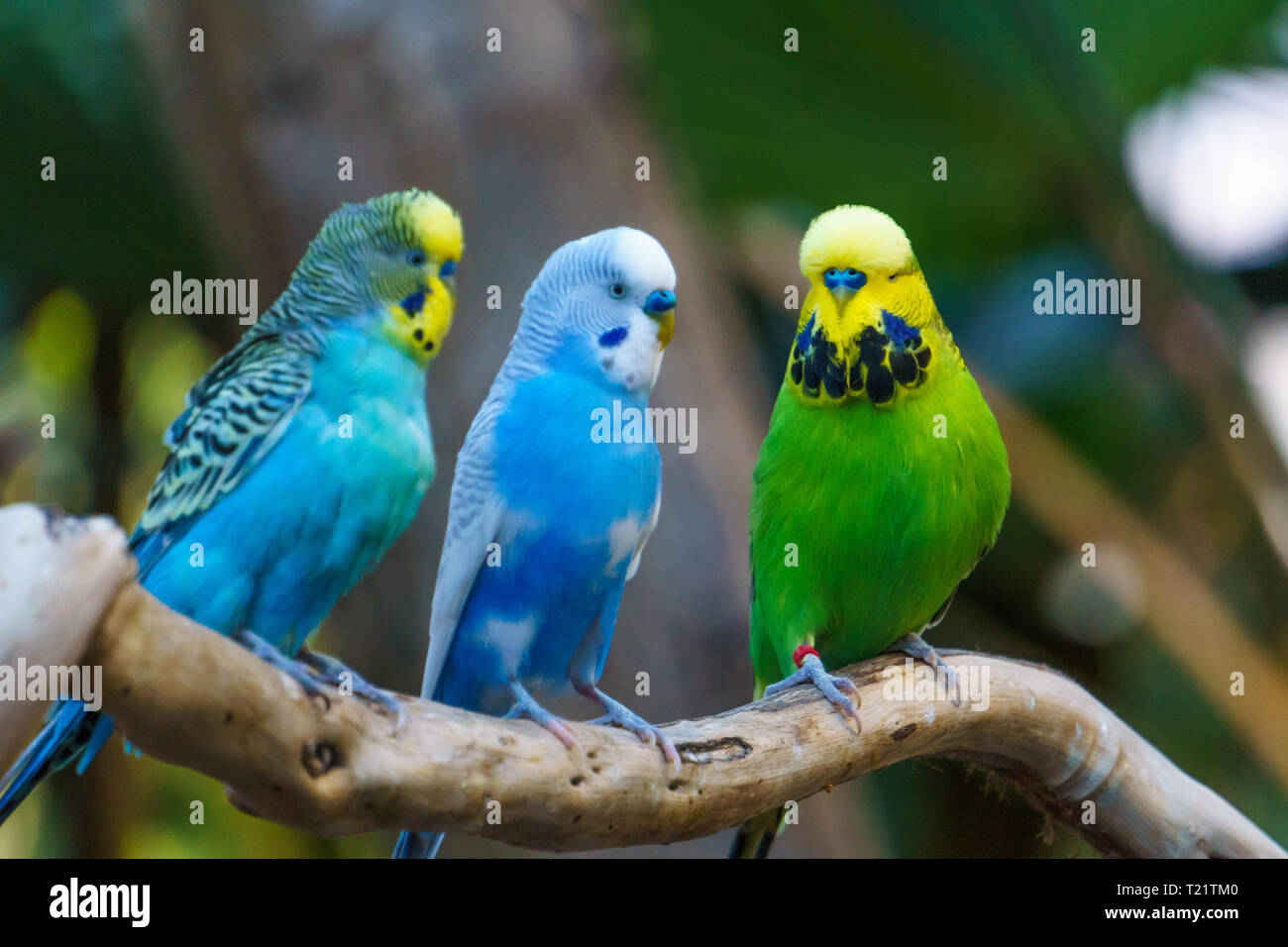 Three cute colorful parrots birds sitting on a branch Stock Photo - Alamy