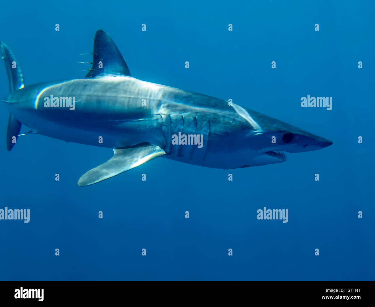 Oxyrinchus High Resolution Stock Photography and Images - Alamy