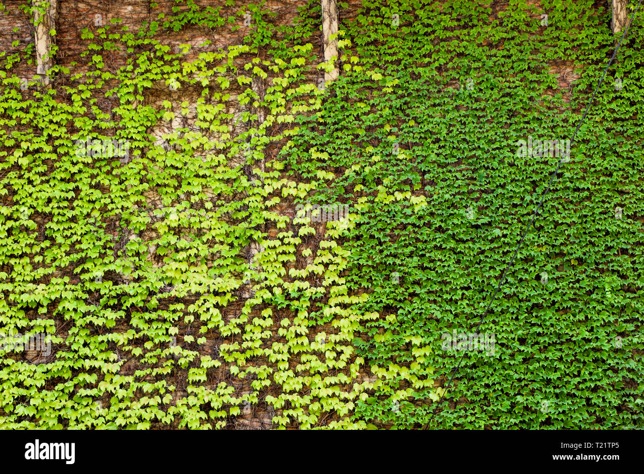 Green leaves of the spring season Stock Photo - Alamy