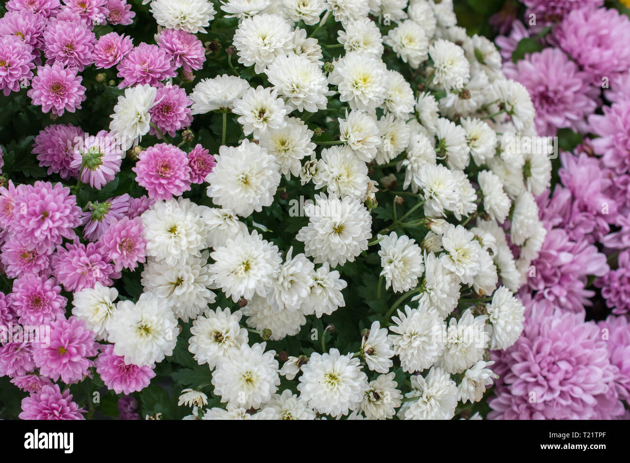 Beautiful fresh flowers as a background Stock Photo - Alamy