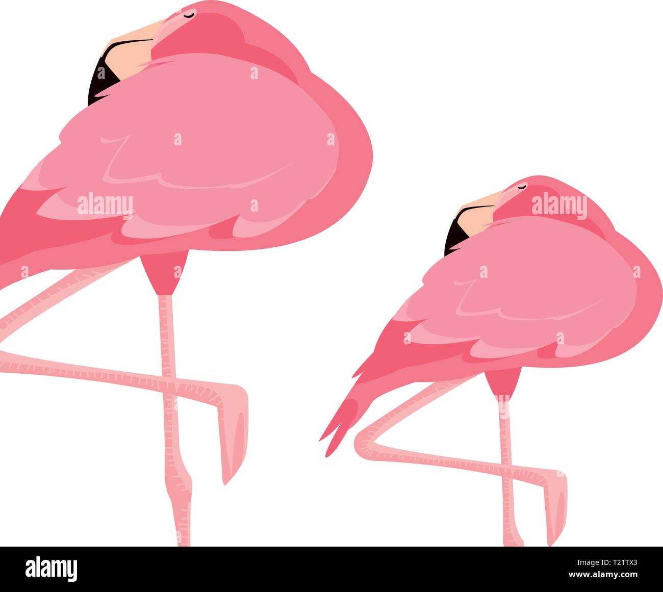 elegant flamingo birds couple vector illustration design Stock Vector ...