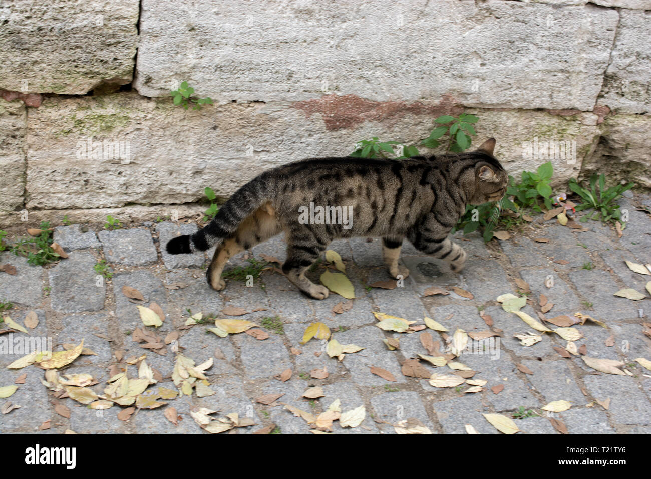 Stray cat seen in the street of the city Stock Photo - Alamy