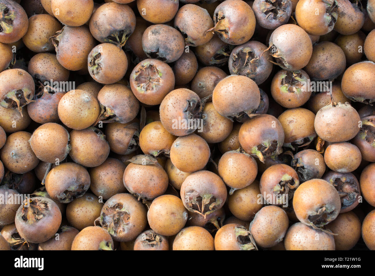 Freshly picked up ripe medlar fruit species mespilus germanica Stock ...
