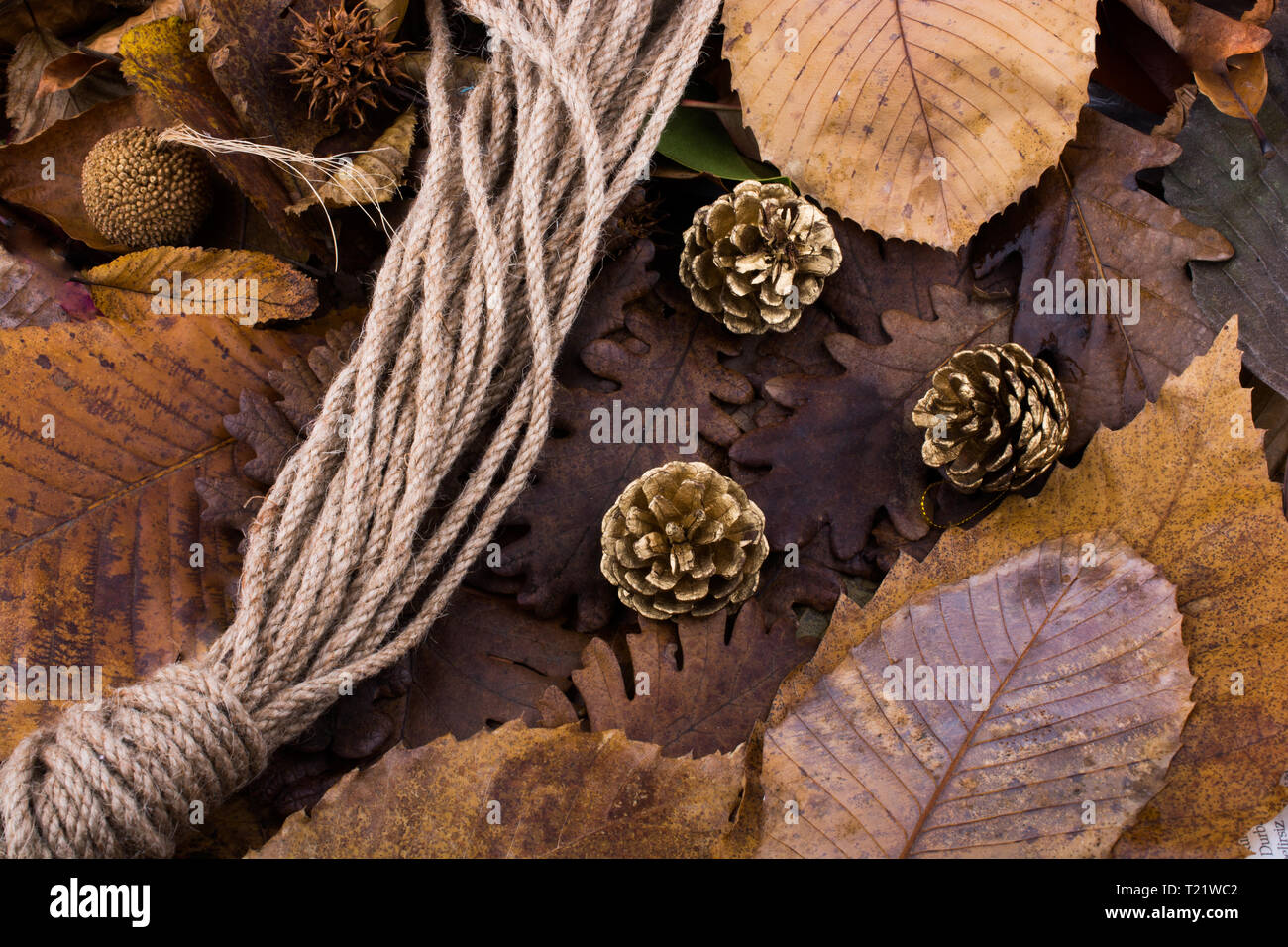 Pine cones and a rope placed on a background covered with dry leaves ...