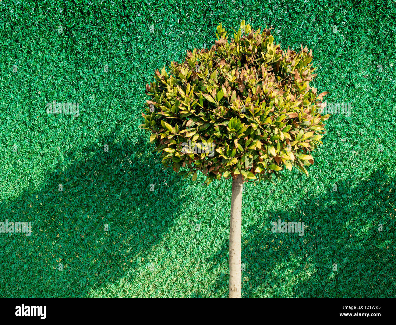 Very young small oak tree in pine forest in summer hi-res stock ...