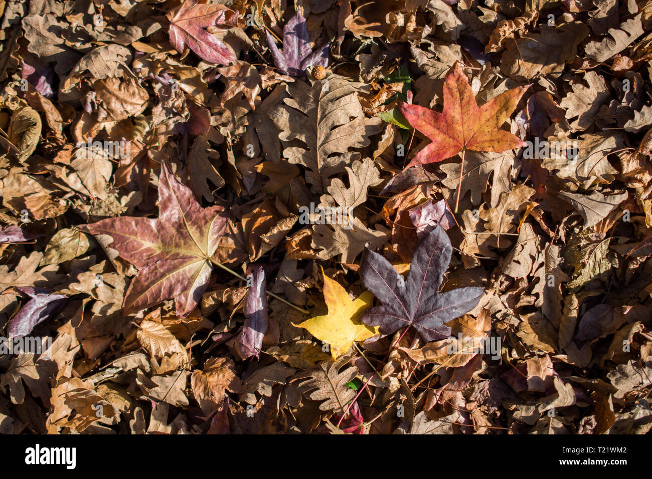 Texture background of autumn season with leaves Stock Photo - Alamy