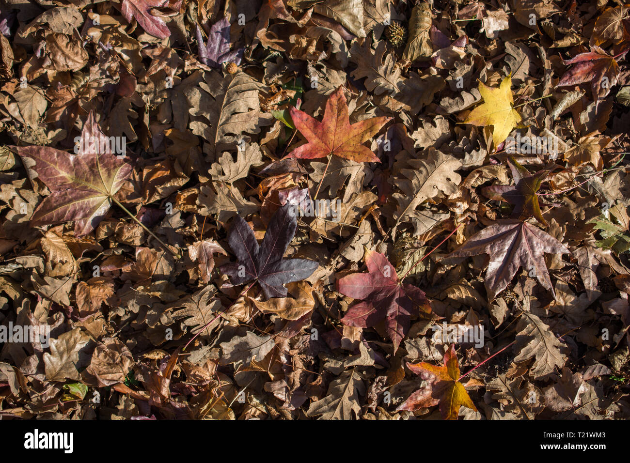 Texture background of autumn season with leaves Stock Photo - Alamy