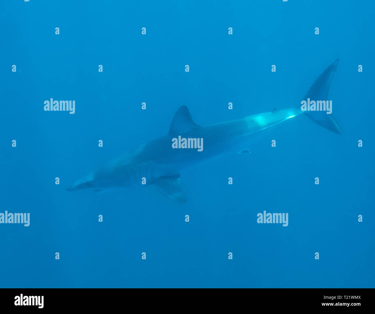 Mako shark teeth hi-res stock photography and images - Alamy
